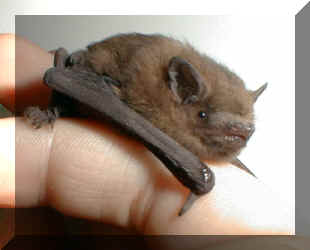 Equinius Photography - bats