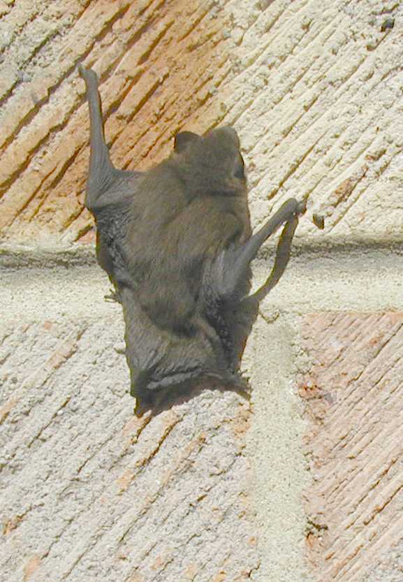 Equinius Photography - bats