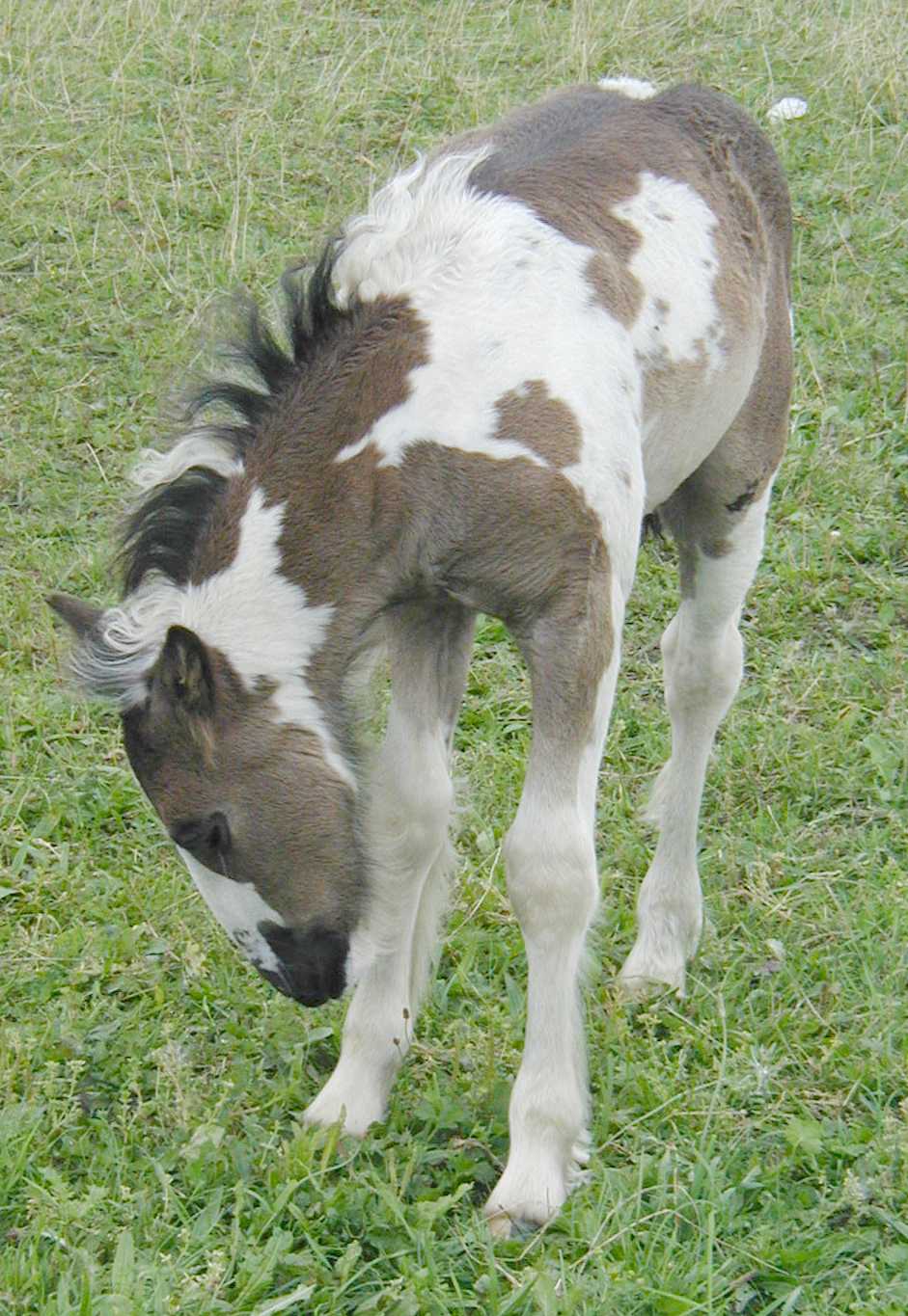 Equinius Photography - misc horses