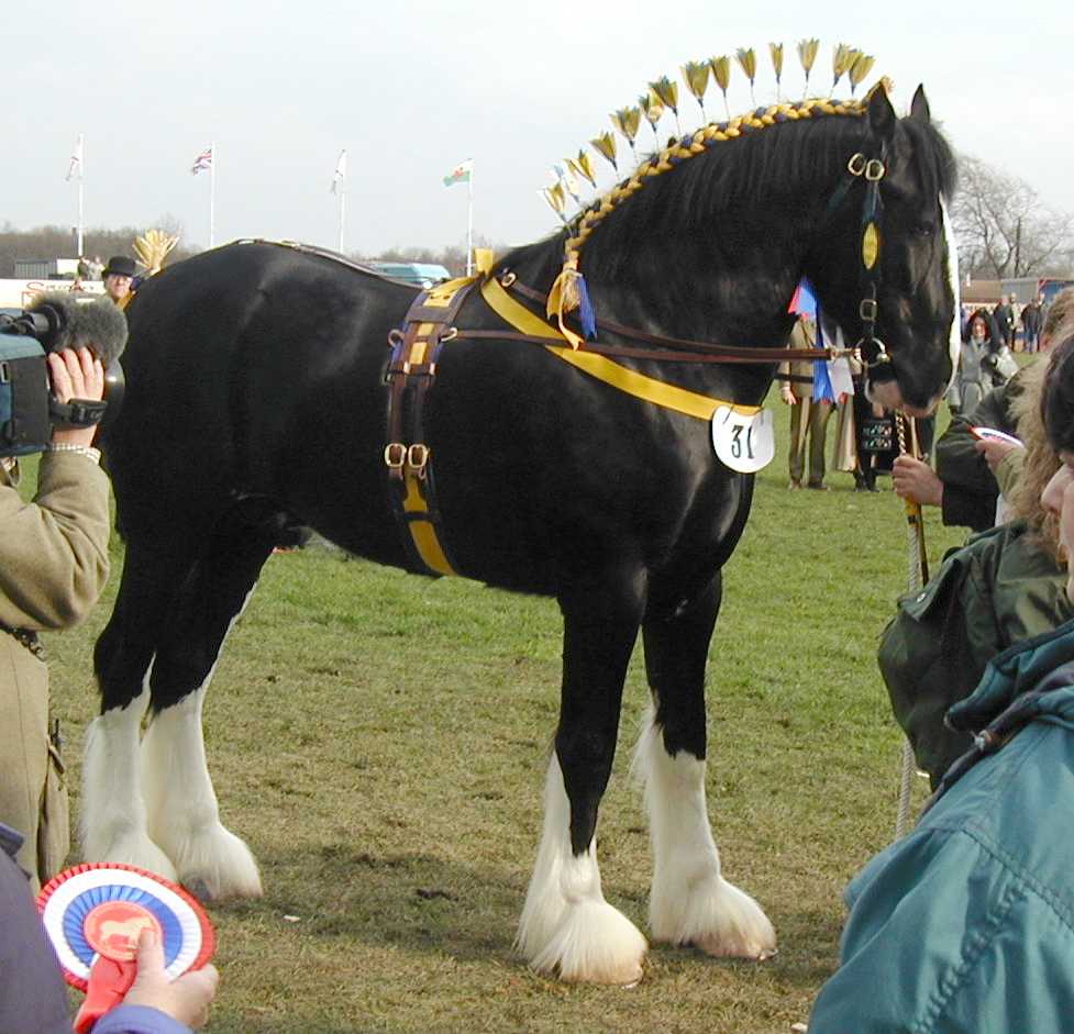 Equinius Photography - shires