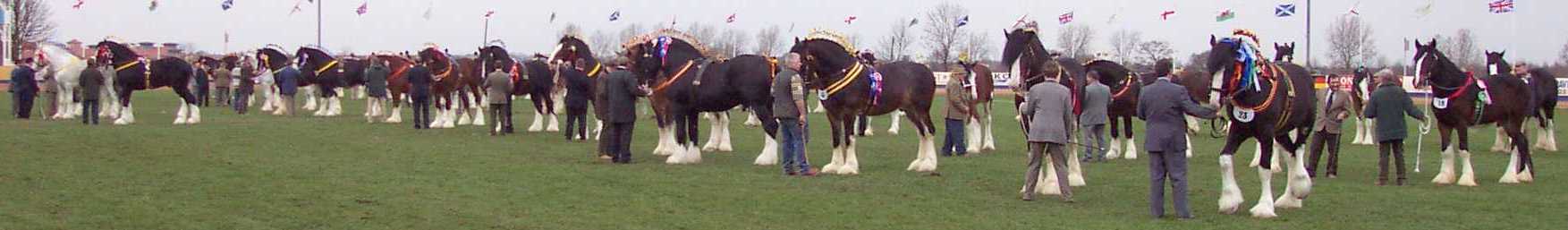 Equinius Photography - shires