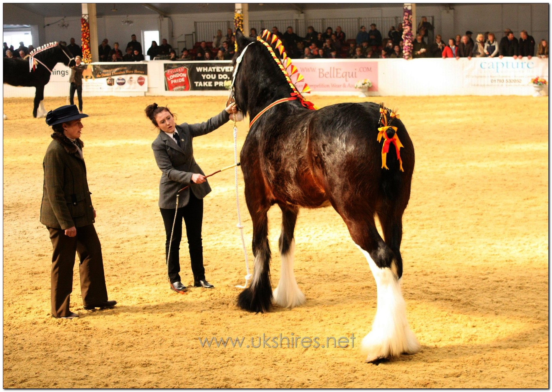 UKshires.net - the world's largest online shire horse image archive